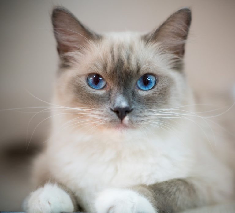 About The Ragdoll - Adoreadoll Cattery South Africa