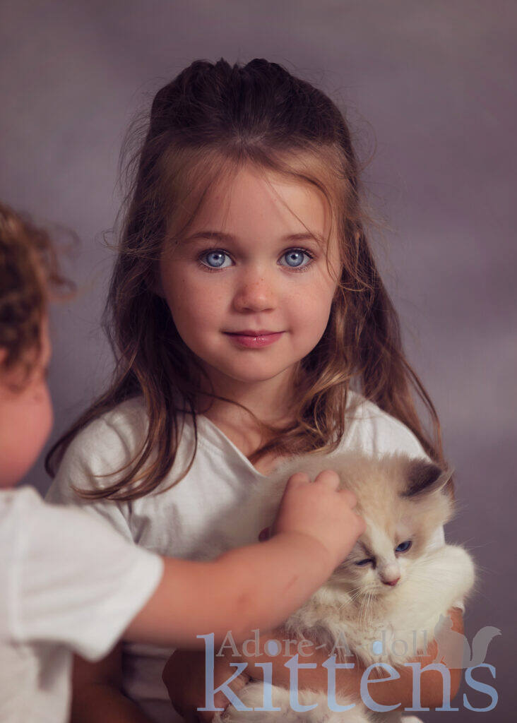 Robyn cat 1 - Adoreadoll Cattery South Africa